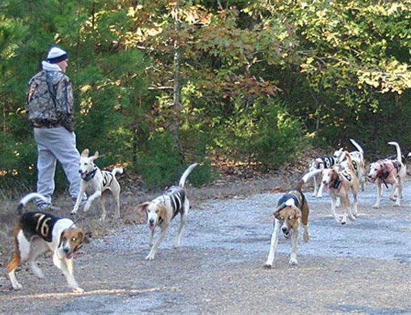 Hunters From Across Country Compete In National Fox Hunt – The North ...