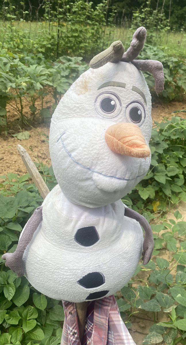 Olaf Finds New Role As Scarecrow – The North Mississippi Herald
